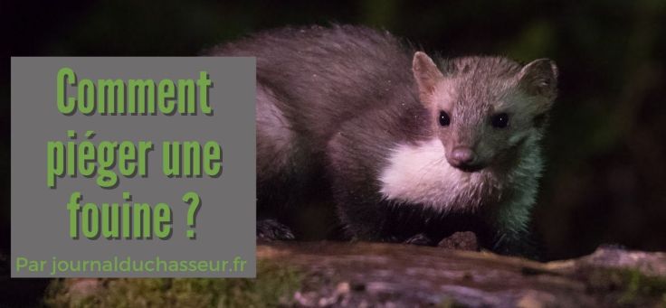 Martre ou fouine ? Faites la différence ! – Journal du chasseur