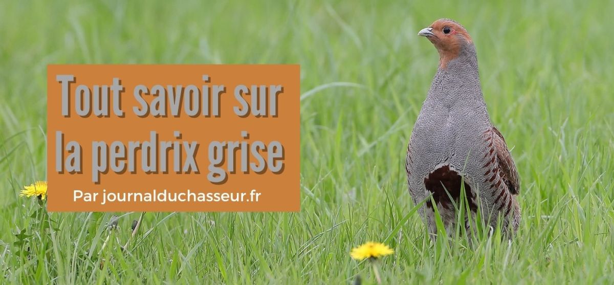 Tout savoir sur la perdrix grise ! – Journal du chasseur