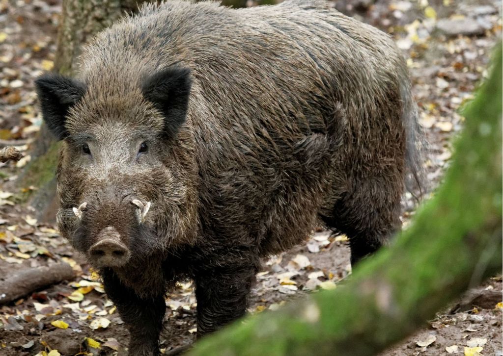 Tout savoir sur le sanglier – Journal du chasseur