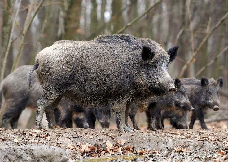 Tout savoir sur le sanglier – Journal du chasseur